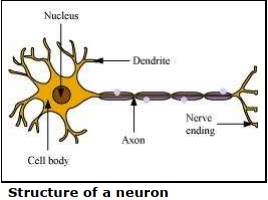 Draw the structure of a neuron and explain its function.