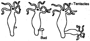 Draw labelled diagrams to illustrate budding in Hydra.