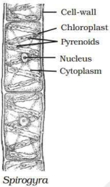Write names of few thallophytes. Draw a label | vedclass