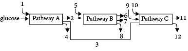 The three boxes in this diagram represent the three major biosynthetic ...