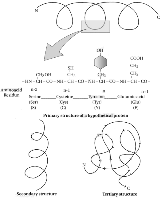 Schematically represent primary, secondary and tertiary structures of a ...